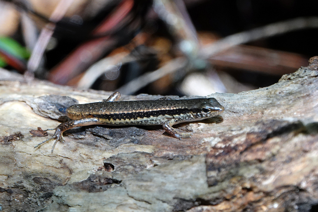 Indian Forest Skink in October 2022 by Carol Kwok · iNaturalist
