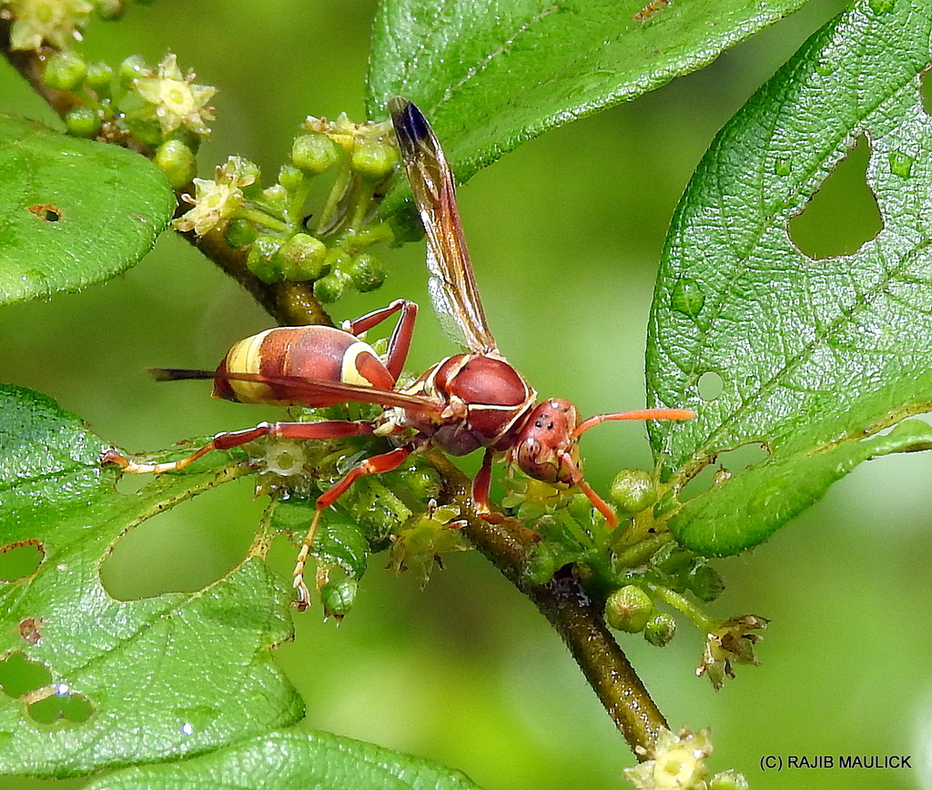 Tropical Paper Wasp from Bardhaman, West Bengal, India on August 29 ...