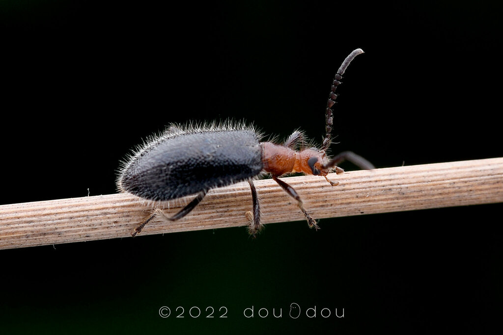 Cerogria anisocera from 中国云南省普洱市江城哈尼族彝族自治县 on July 20, 2022 at 12:40 PM ...