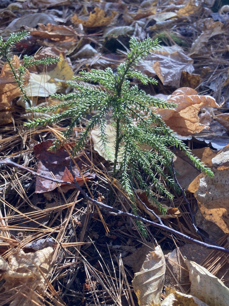 prickly tree-clubmoss in October 2022 by toochill · iNaturalist