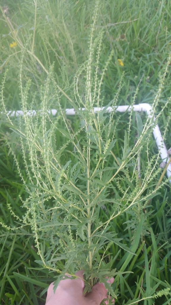 western ragweed from Harris County, US-TX, US on September 18, 2015 at ...