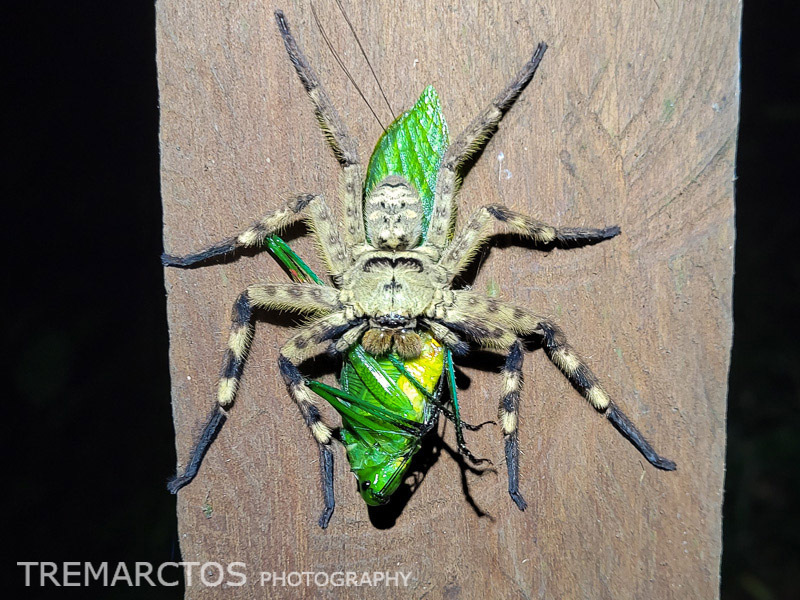 Barylestis occidentalis from Bouamir Research Station on July 09, 2021 ...