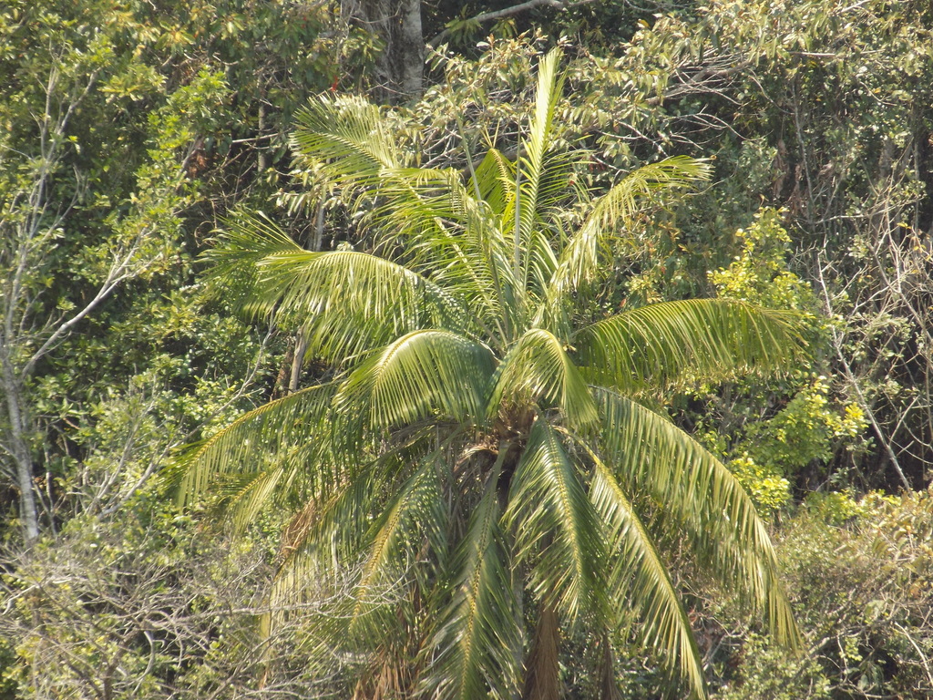 Ravenea from Ankazobe, Madagascar on January 1, 2015 at 12:00 AM by Len ...