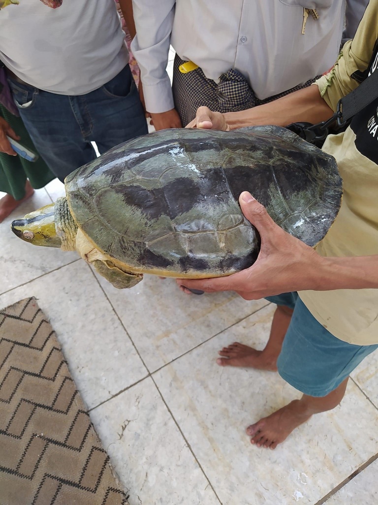 Burmese Roofed Turtle in October 2022 by Win Paing Oo. Our team rescued ...