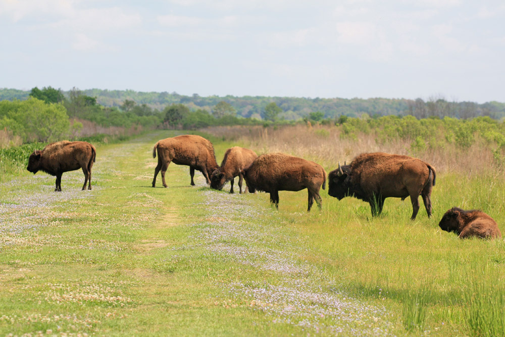 American Bison from Alachua County, FL, USA on April 11, 2010 at 10:10 ...