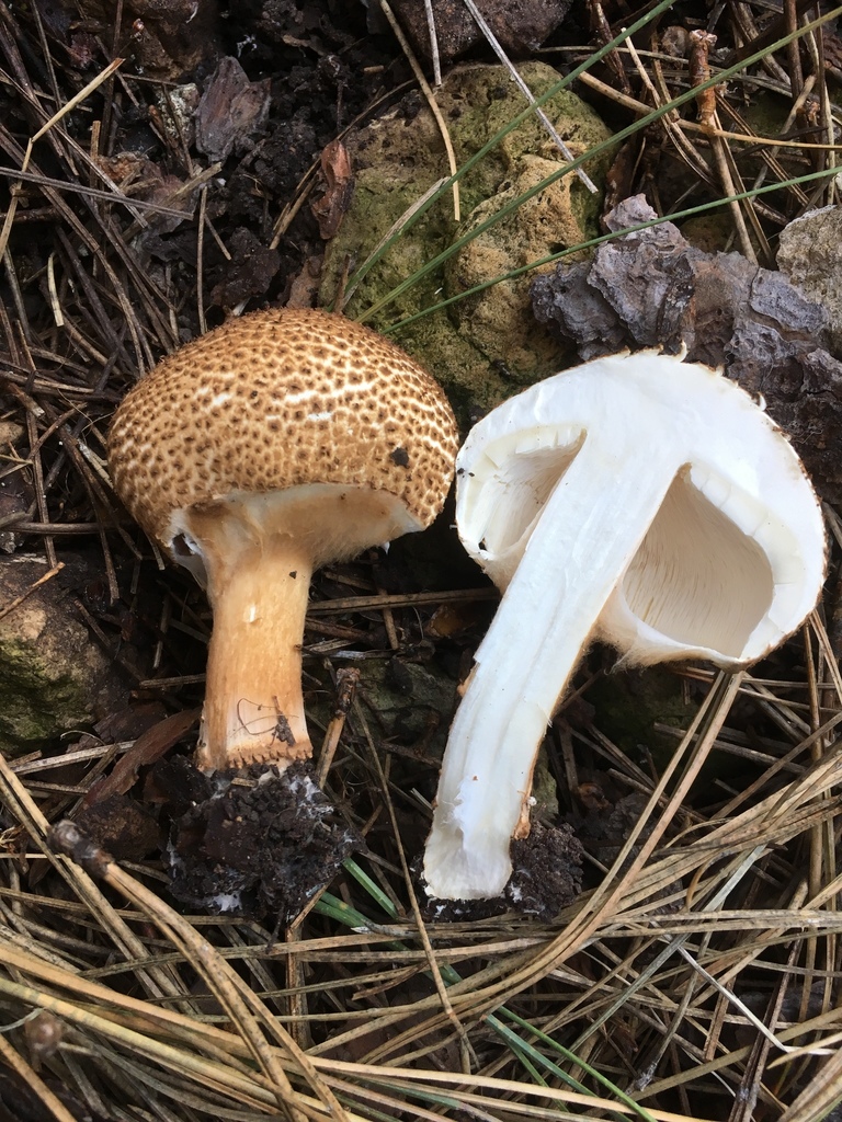 Freckled Dapperling in August 2018 by Mike Dechter · iNaturalist