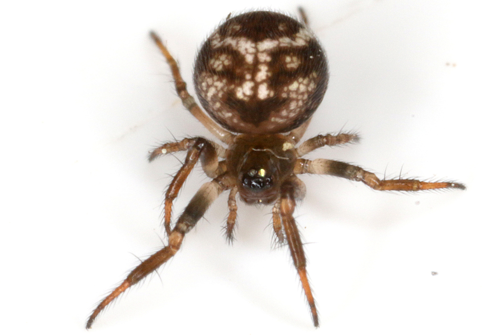 Common Eastern Ray Spider from Wörth an der Lafnitz, Österreich on June ...