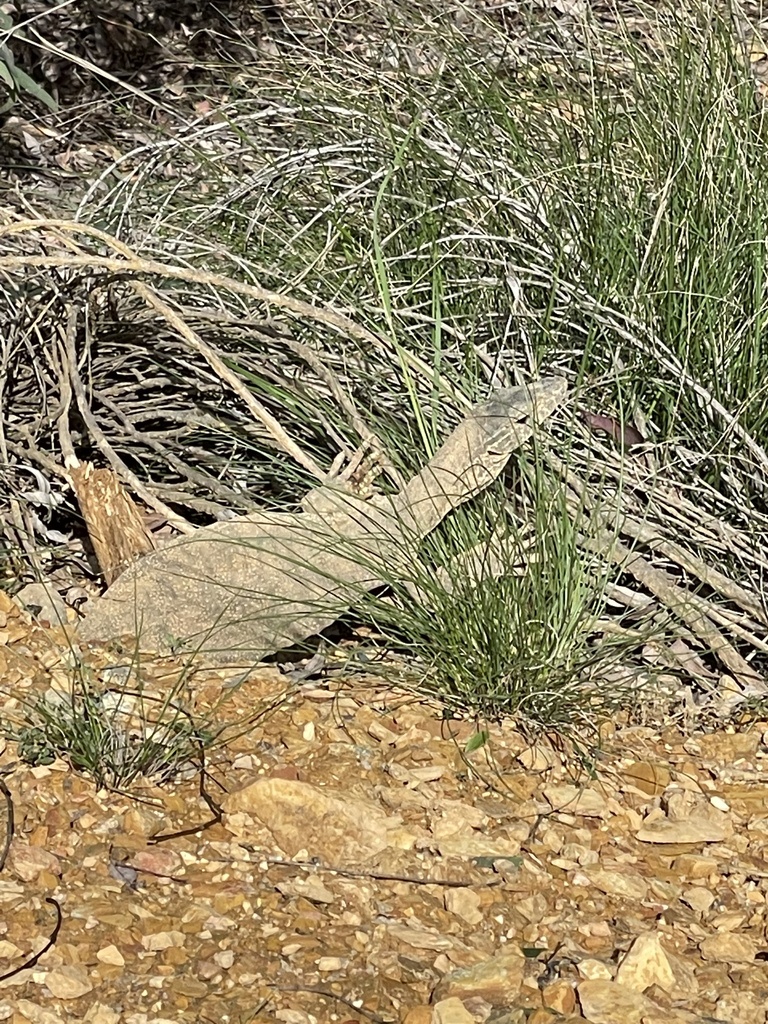 Southern Heath Monitor in October 2022 by Becca Ryan · iNaturalist