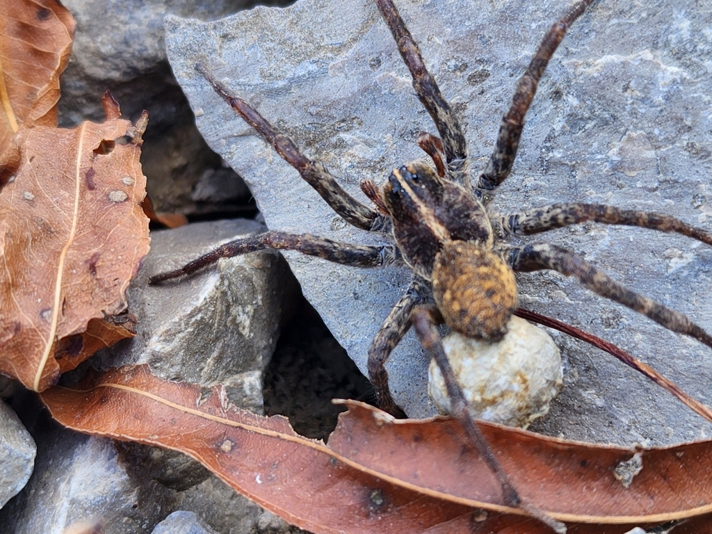 Georgia Wolf Spider from Scott City on October 10, 2022 at 02:20 PM by ...
