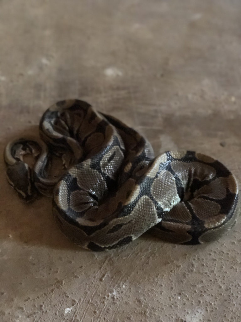 Ball Python from Ouidah, Ouidah, Atlantique, BJ on August 27, 2018 at ...