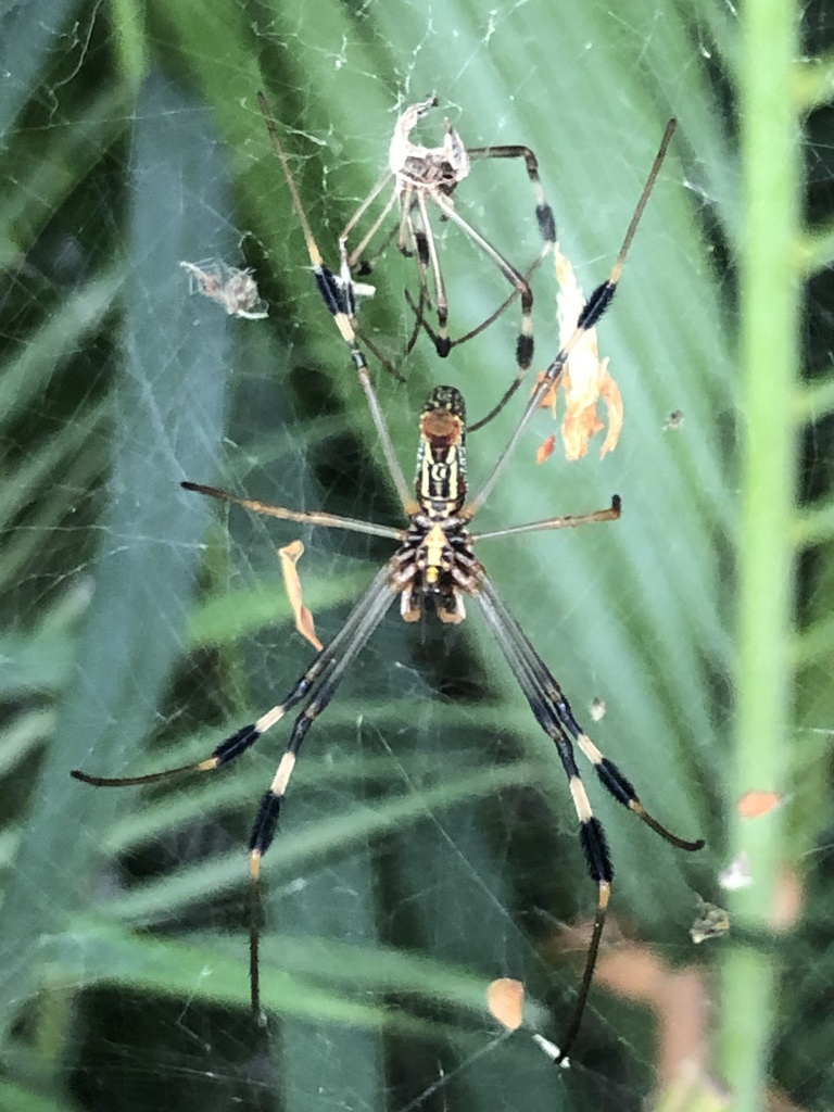 Golden Silk Spider from Calle José María Heredia, Guadalajara, JAL, MX ...