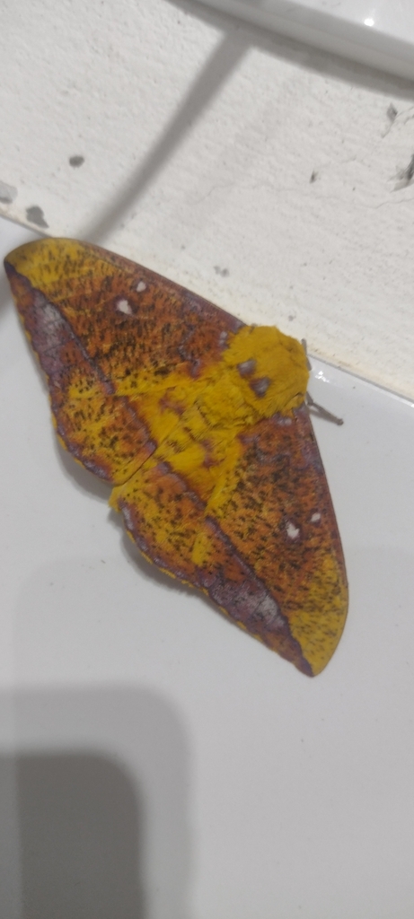 Eacles ducalis from Quilombo, Pelotas - RS, Brasil on October 28, 2022 ...