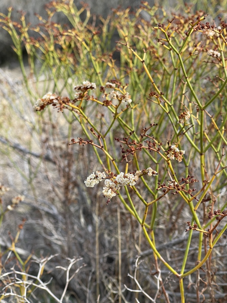 wild buckwheats from Wrightwood, CA, US on October 28, 2022 at 03:32 PM ...