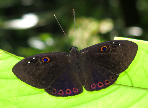 Eurybia silaceana · iNaturalist