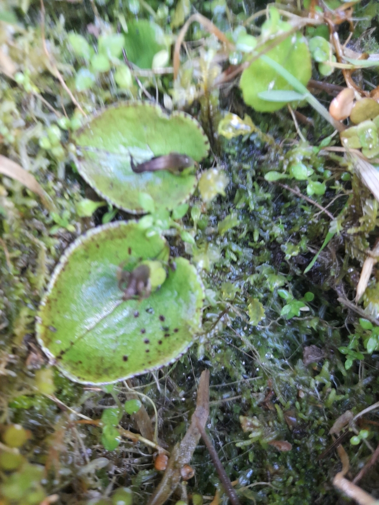 Corybas orbiculatus from Ocean Grove, Dunedin, New Zealand on October ...