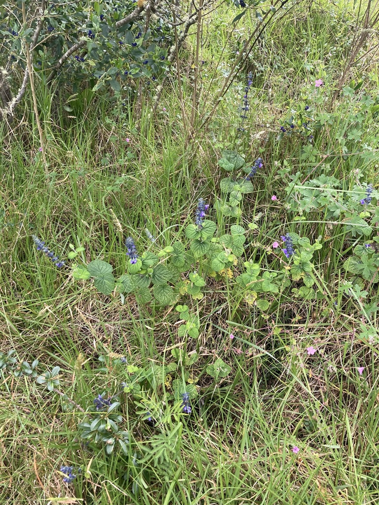 Sages from Chivatá, Chivata, Boyacá, CO on August 15, 2022 at 04:10 PM ...