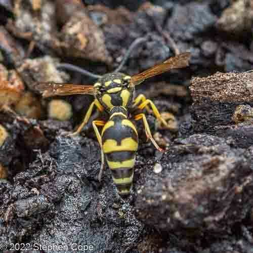 Typical Potter Wasps from oria andalucia spain on October 23, 2022 at ...