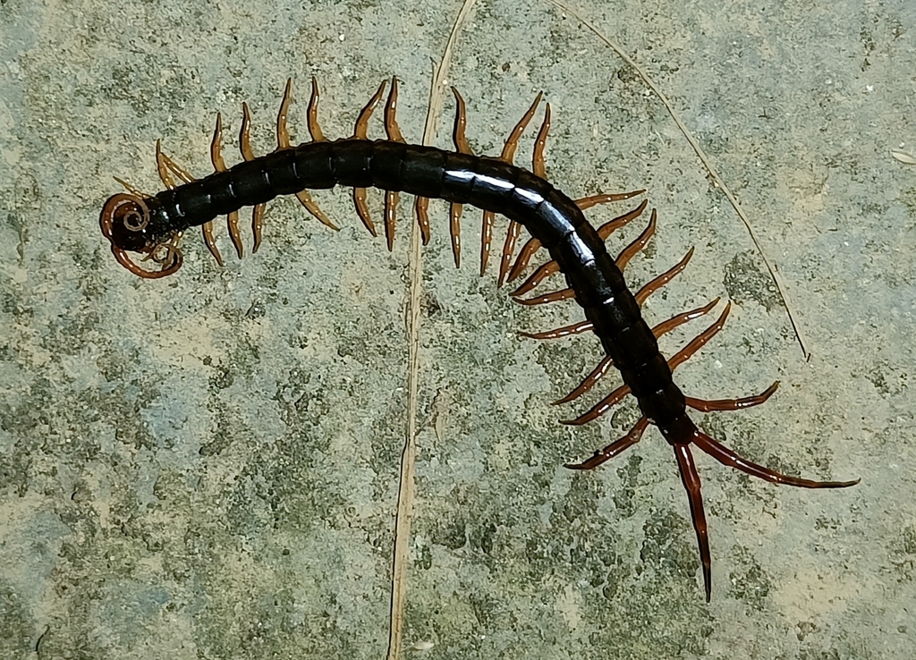 Scolopendrid Centipedes from 3 male, Miao, Arunachal Pradesh 792122 ...