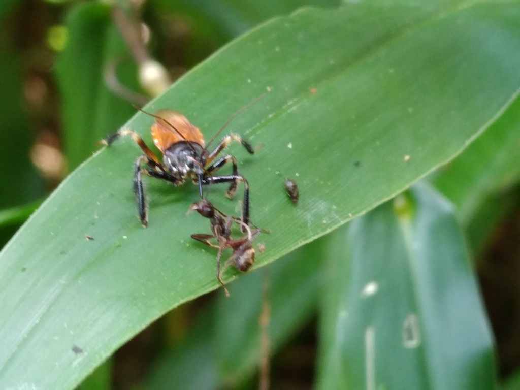 Bee Assassins from Breves, BR-PA, BR on October 29, 2022 at 10:23 AM by ...