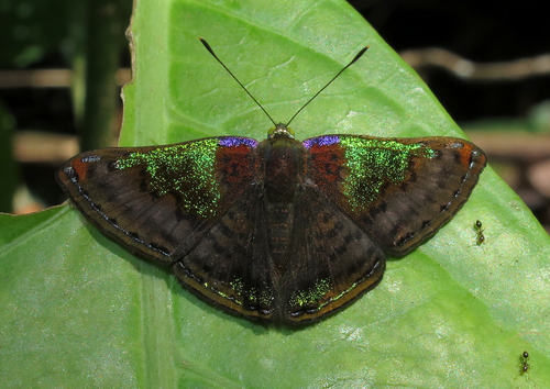 Hackberry Greenmark (Caria rhacotis)