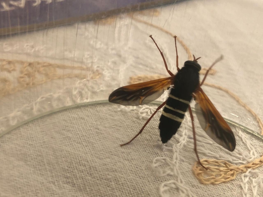 Heterostomus curvipalpis from Laguna de Aculeo on October 29, 2022 at ...