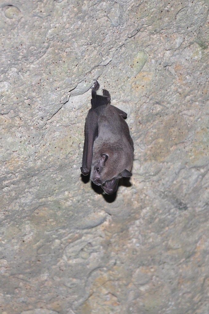 Jamaican Fruit-eating Bat from Chunhuhub, Quintana Roo, Mexico on July ...