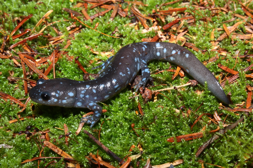 Blue-spotted Salamander in July 2012 by Jake Scott · iNaturalist