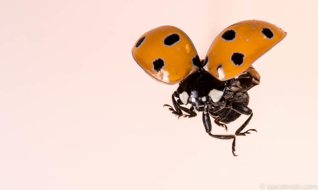 Seven-spotted Lady Beetle from Québec, CA on September 15, 2015 by ...