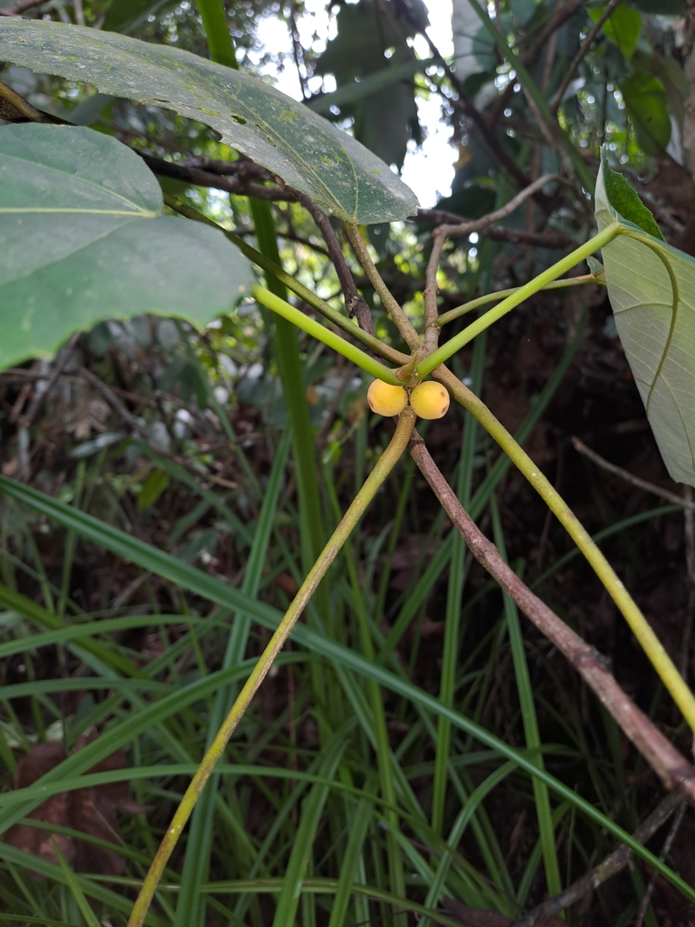 White-leaved fig in October 2022 by AZAMUDDEEN NASIR · iNaturalist NZ