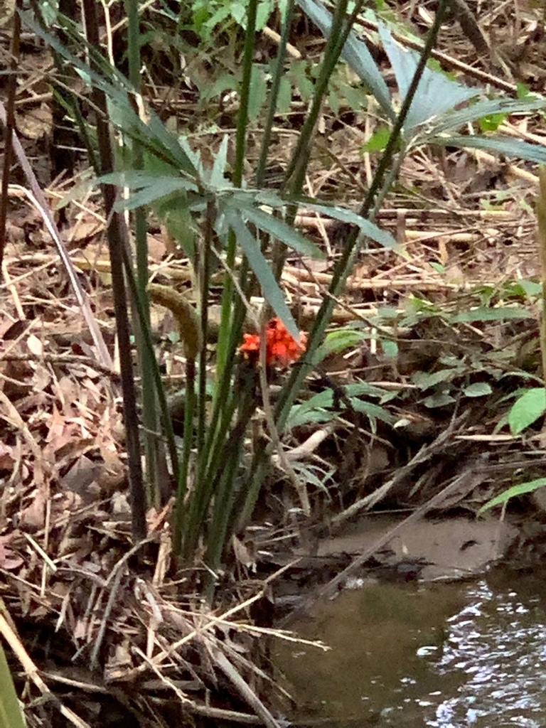 toquilla palm from Neiva on October 29, 2022 by viviana charry ...