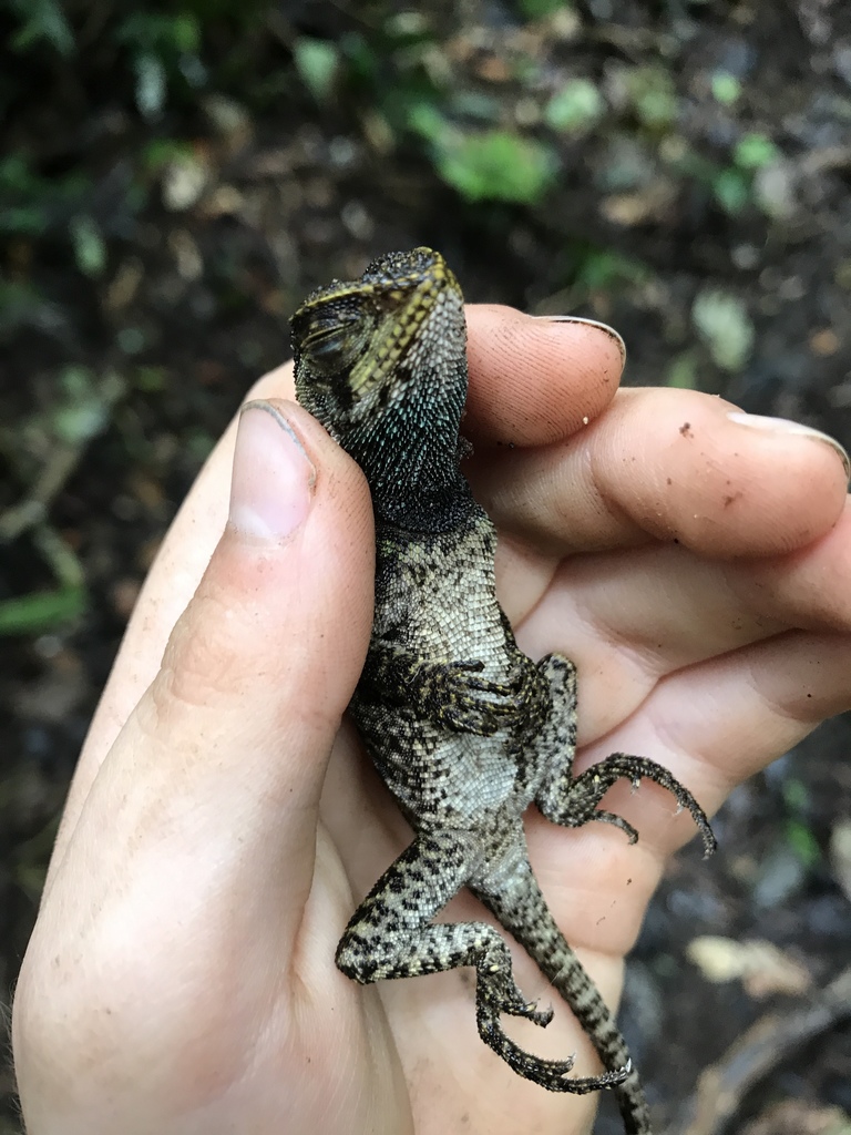 Cofan Woodlizard from Orellana, EC-OR, EC on August 28, 2018 at 10:34 ...