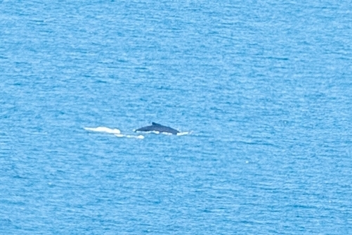 Southern Humpback Whale from Orford TAS 7190, Australia on October 30 ...