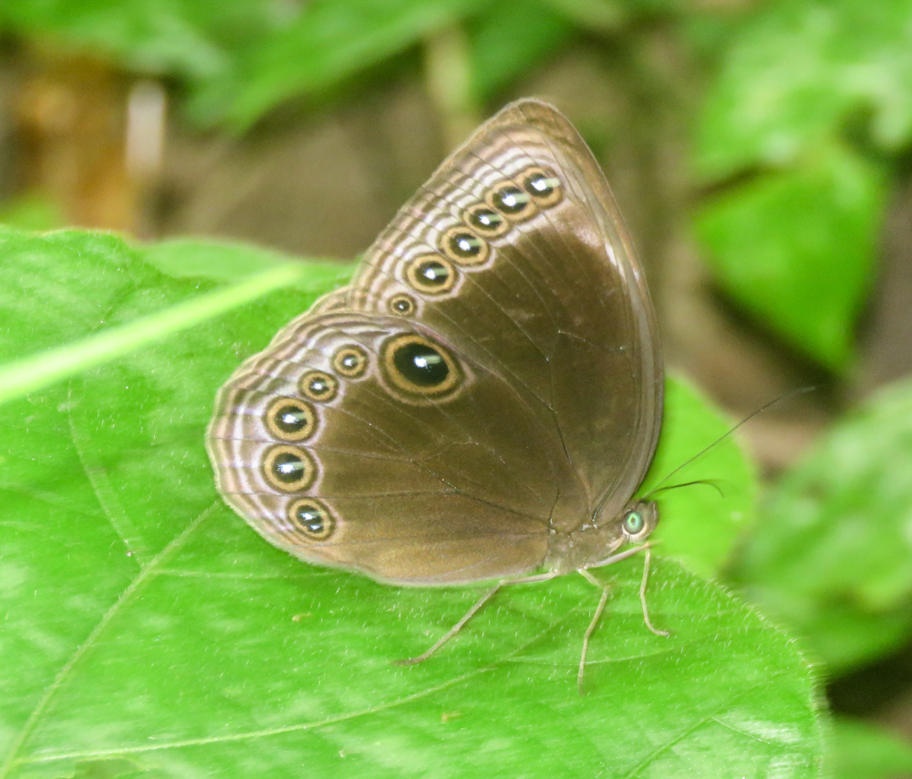 Dusky Diadem from makunda christian leprosy and general hospital on ...