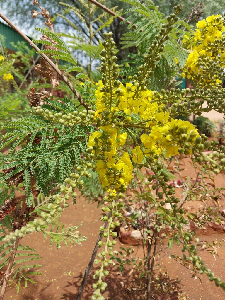 Weeping wattle from Makgetse High School, Thandako Str, Kudube Unit 1 ...