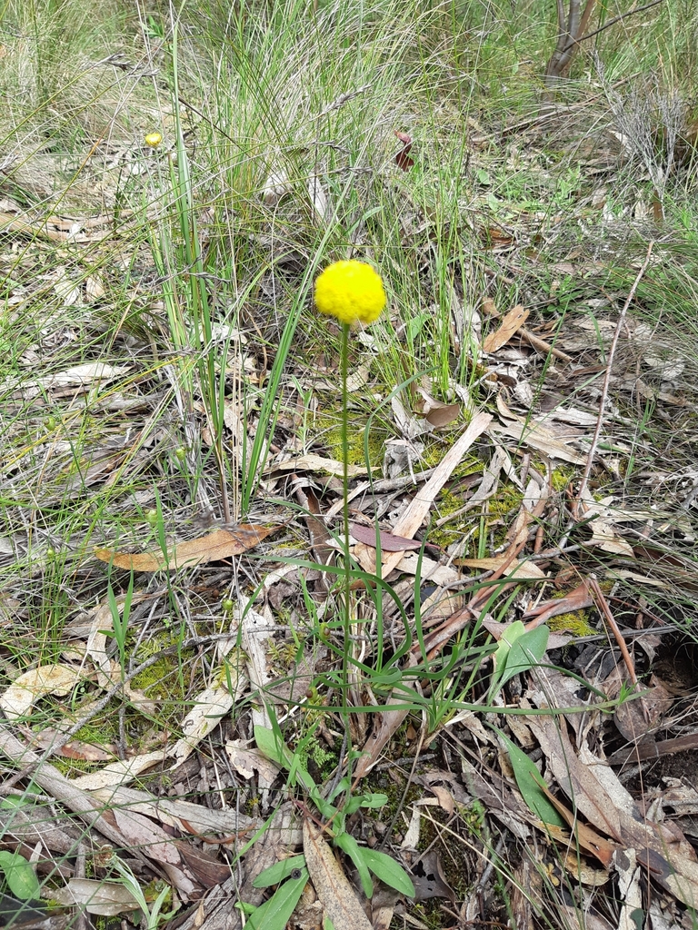 Common Billy buttons from Belgrave South VIC 3160, Australia on October ...