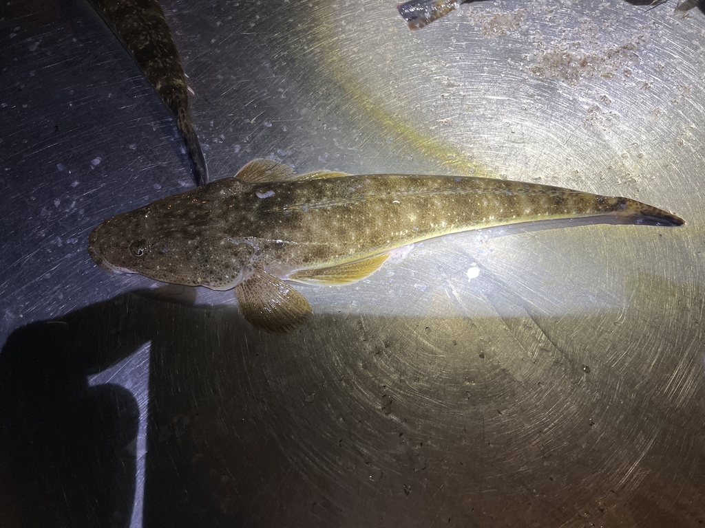 Dusky Flathead from Karoola St, Brooklyn, NSW, AU on October 30, 2022 ...