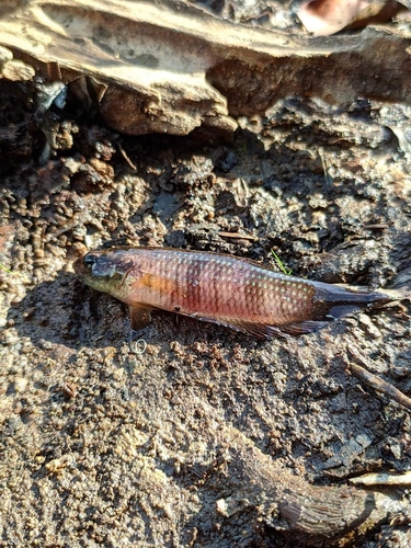 Betta pinguis · iNaturalist United Kingdom