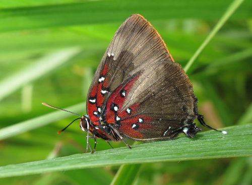 Brangas felderi · iNaturalist