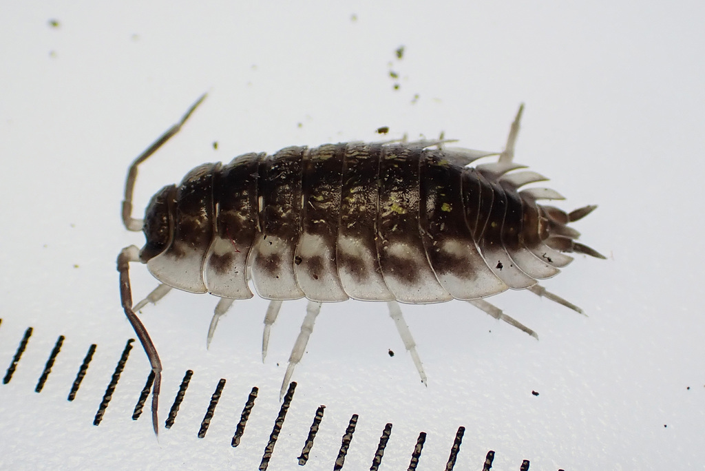Common Shiny Woodlouse from Rockville, MD, USA on October 30, 2022 at ...