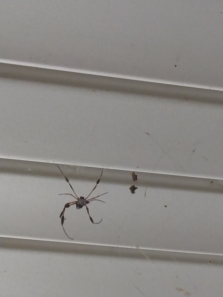 Golden Silk Spider from Columbia, SC 29210, USA on October 30, 2022 at ...