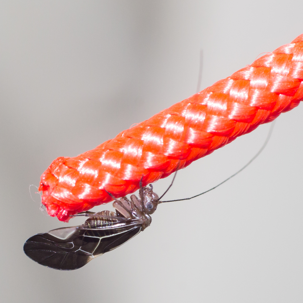 Tree Cattle in September 2015 by Timothy Reichard · iNaturalist