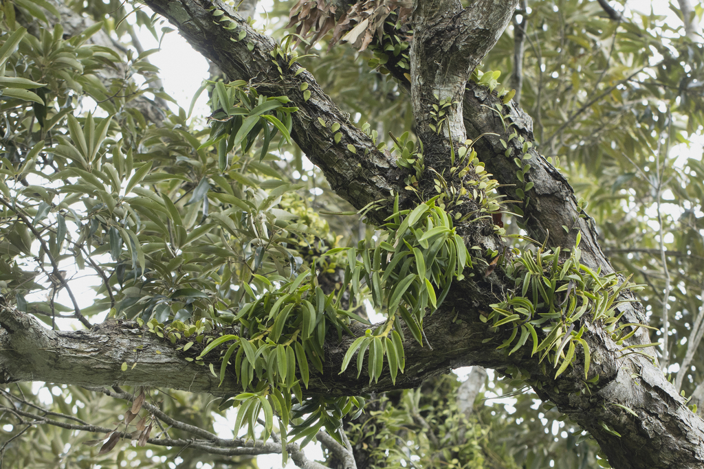 Thrixspermum subulatum in October 2022 by ihenglan · iNaturalist
