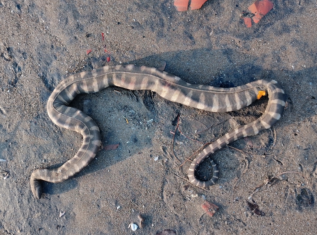 Marine File Snake in October 2022 by Pradip Patade · iNaturalist