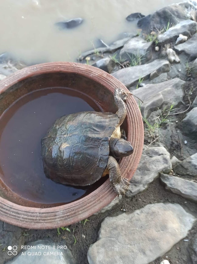 Myanmar brown leaf turtle from Pakokku, Magway, MM on October 30, 2022 ...