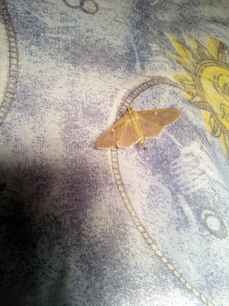 Box Tree Moth from Revúca, SK-BC, SK on August 22, 2018 at 08:33 AM by ...