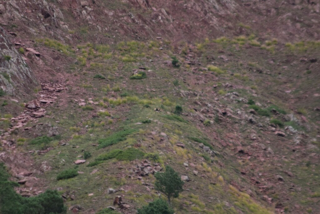 Pyrenean Chamois from Huesca, España on October 30, 2022 at 11:44 AM by ...