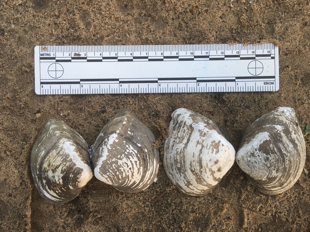 Wabash Pigtoe in October 2022 by themoth · iNaturalist