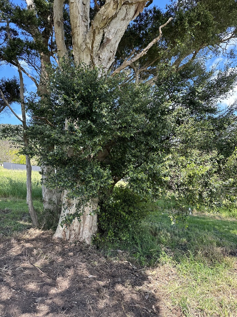whalebone tree in October 2022 by Maher Najem. Growing under melaleuca ...