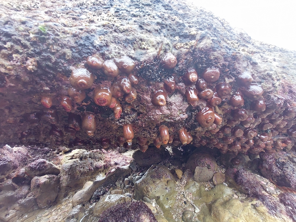Fire Tentacle Anemone from RX3X+8G4, Salinas, Ecuador on October 27 ...