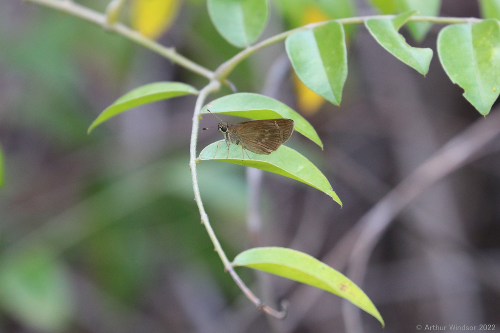 Three-spotted Skipper from Jupiter Inlet Lighthouse Outstanding Natural ...